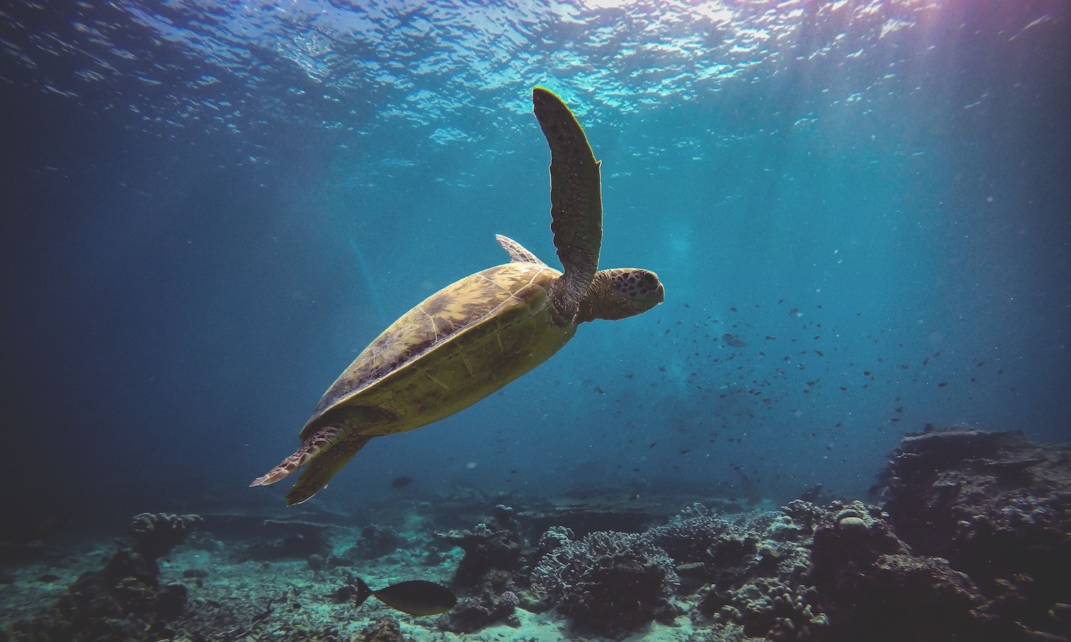 Trisara Celebrates Its 15th Anniversary With The Release Of Turtle ...