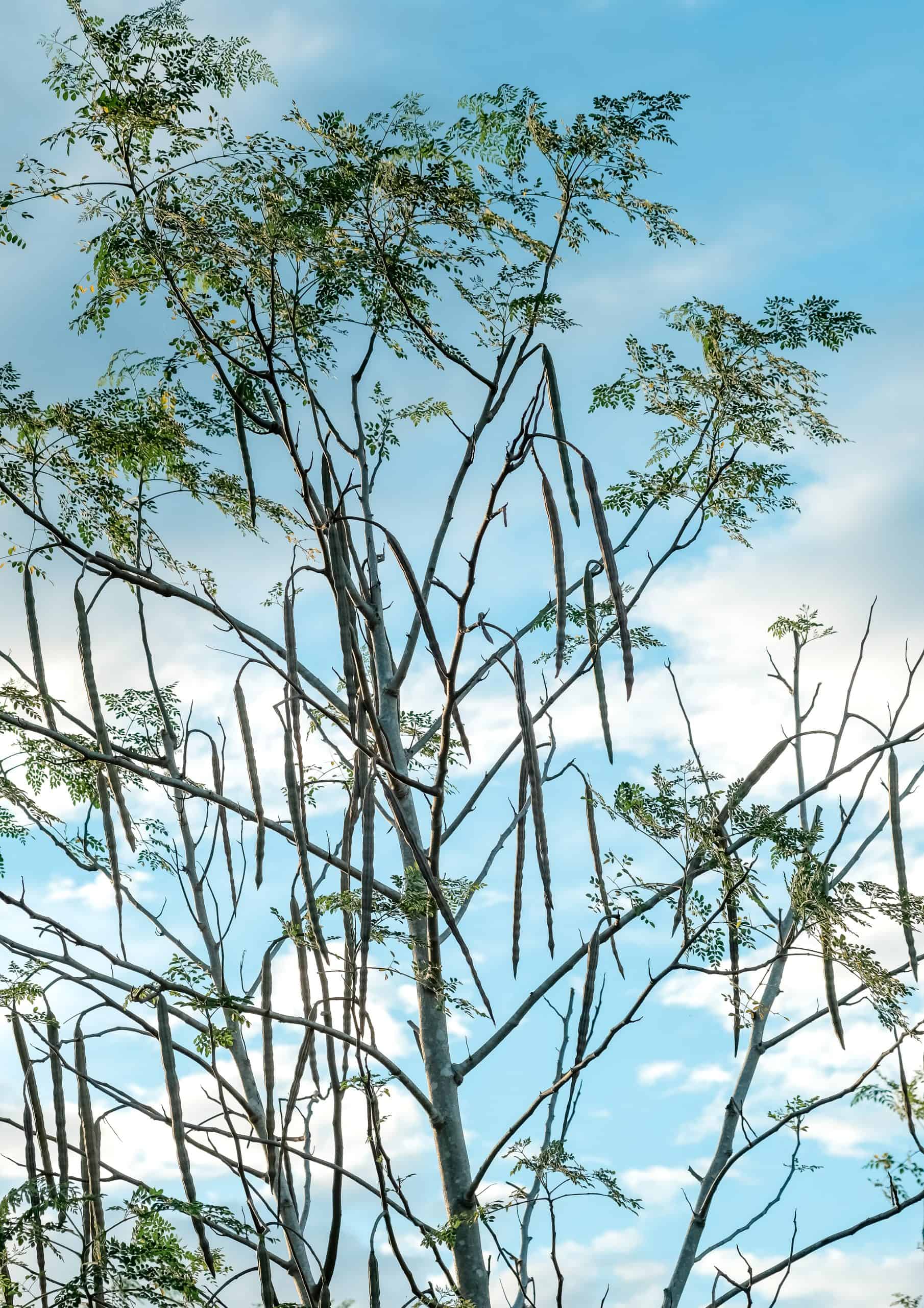 Marika Nanni On Moringa, Beauty & Bangkok